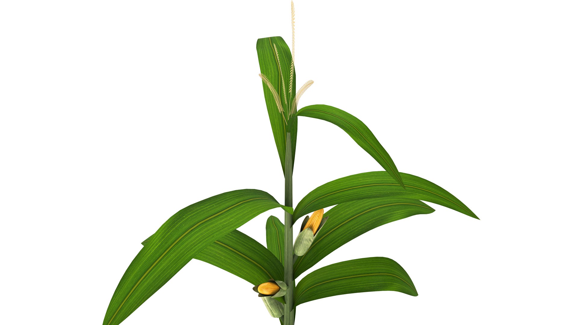 3D Corn Stalk Model - TurboSquid 1934897