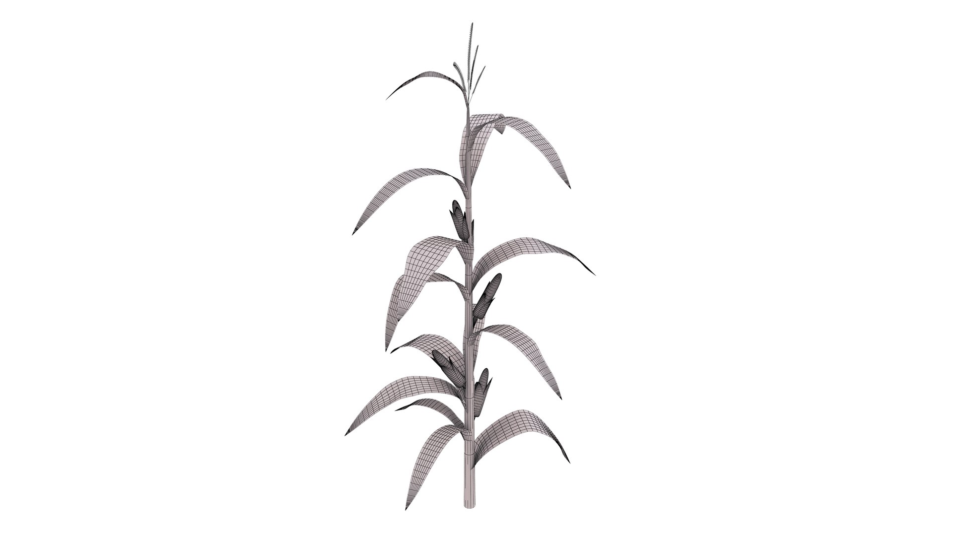 3D Corn Stalk Model - TurboSquid 1934897