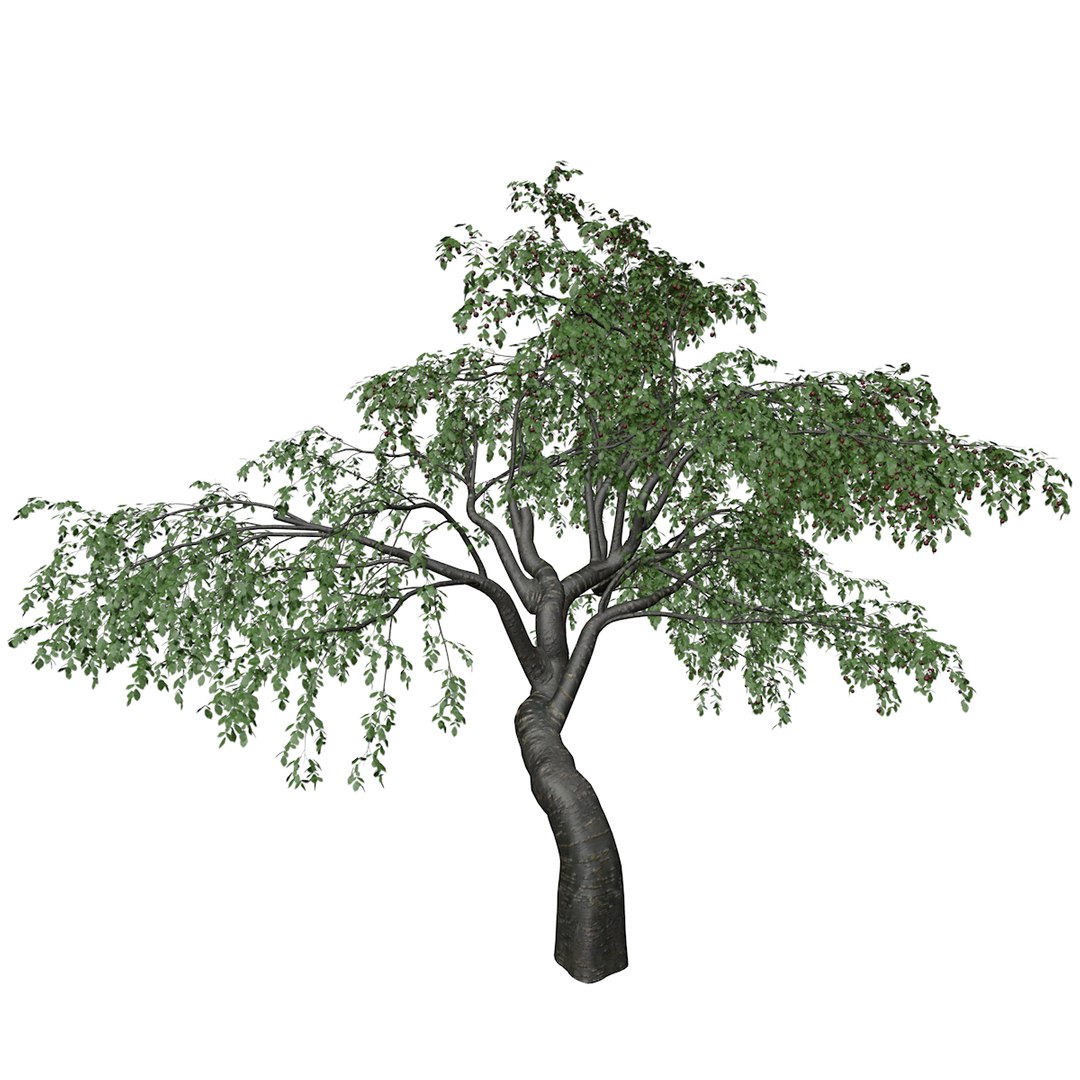 3D Cherry Tree Collection - TurboSquid 2378962