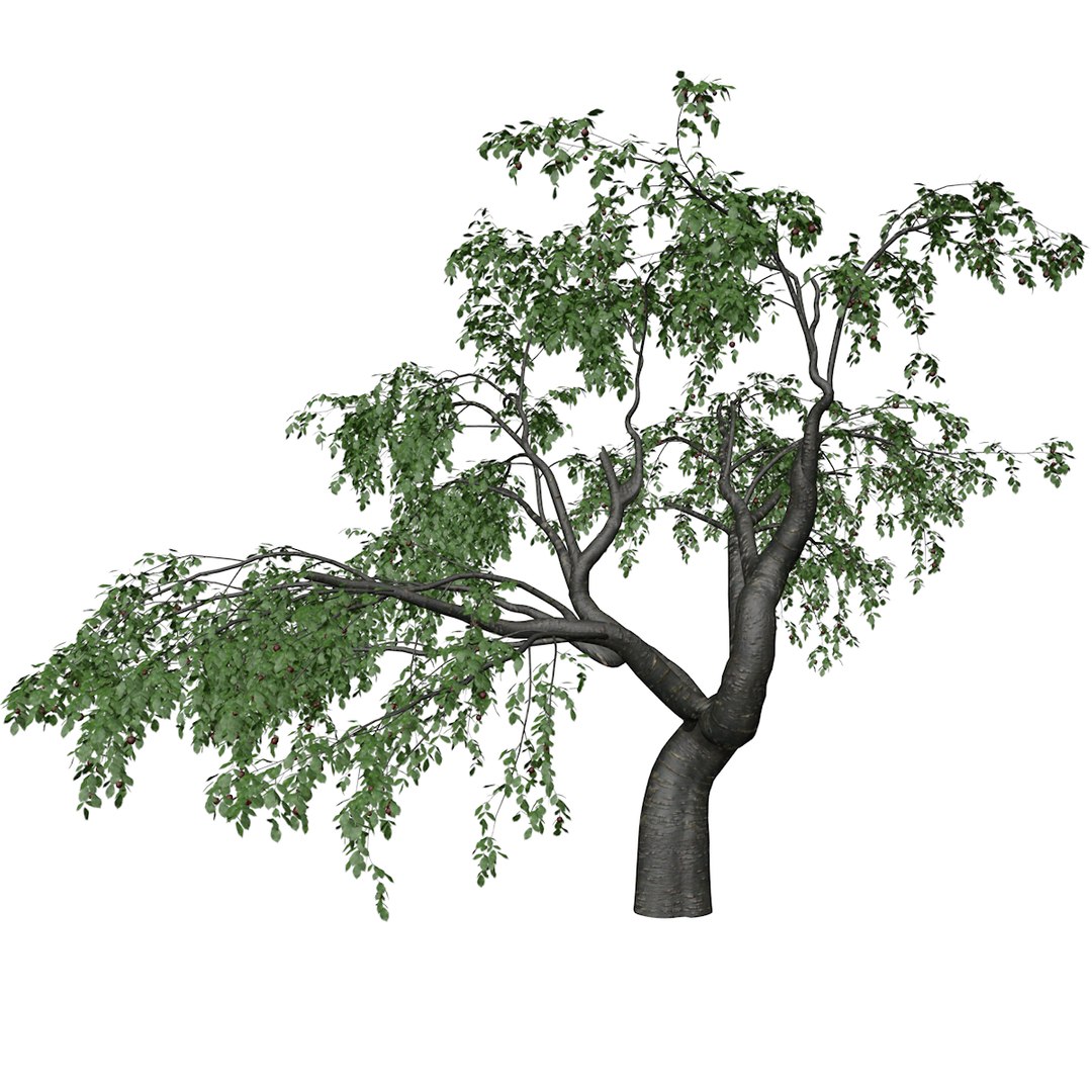 3D Cherry Tree Collection - TurboSquid 2378962