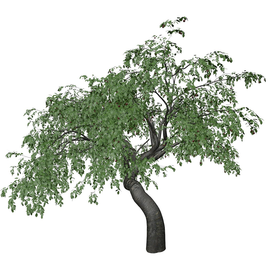 3D Cherry Tree Collection - TurboSquid 2378962