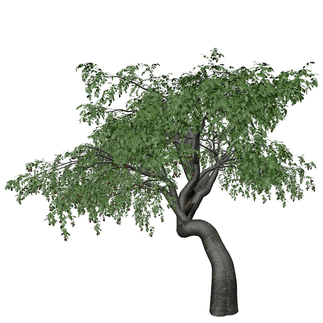 3D Cherry Tree Collection - TurboSquid 2378962
