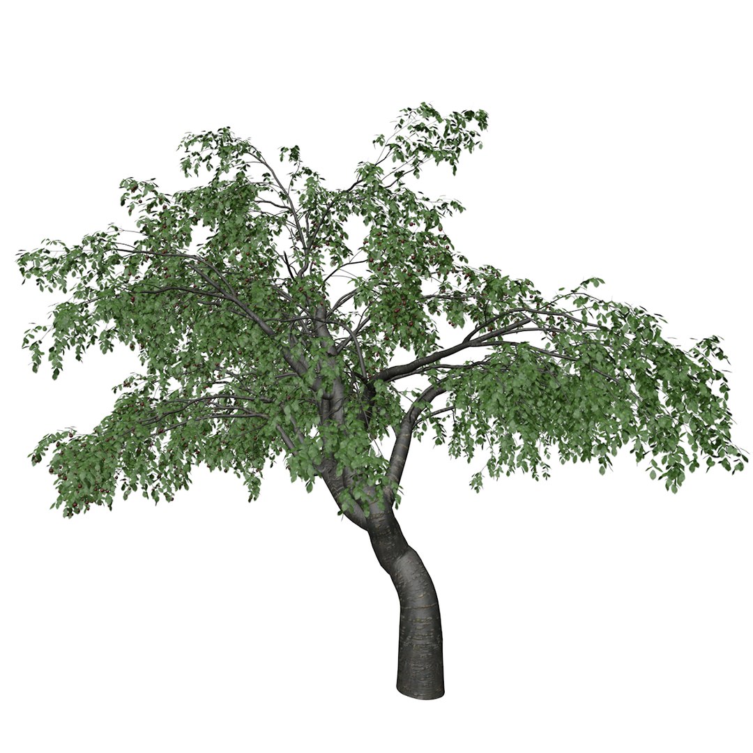3D Cherry Tree Collection - TurboSquid 2378962