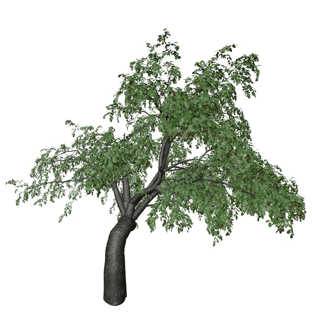 3D Cherry Tree Collection - TurboSquid 2378962