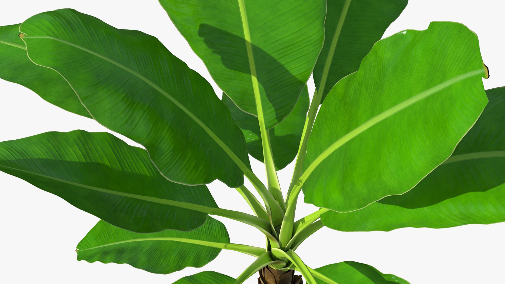 Young Banana Tree 3D Model - TurboSquid 1577717