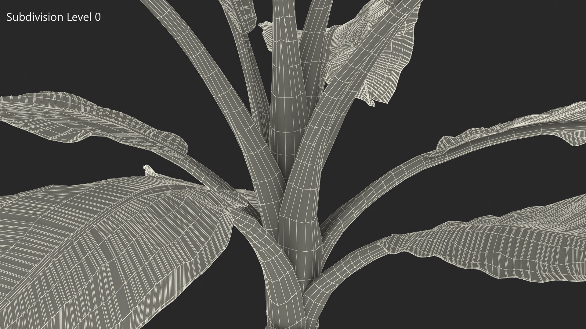 Young Banana Tree 3D Model - TurboSquid 1577717