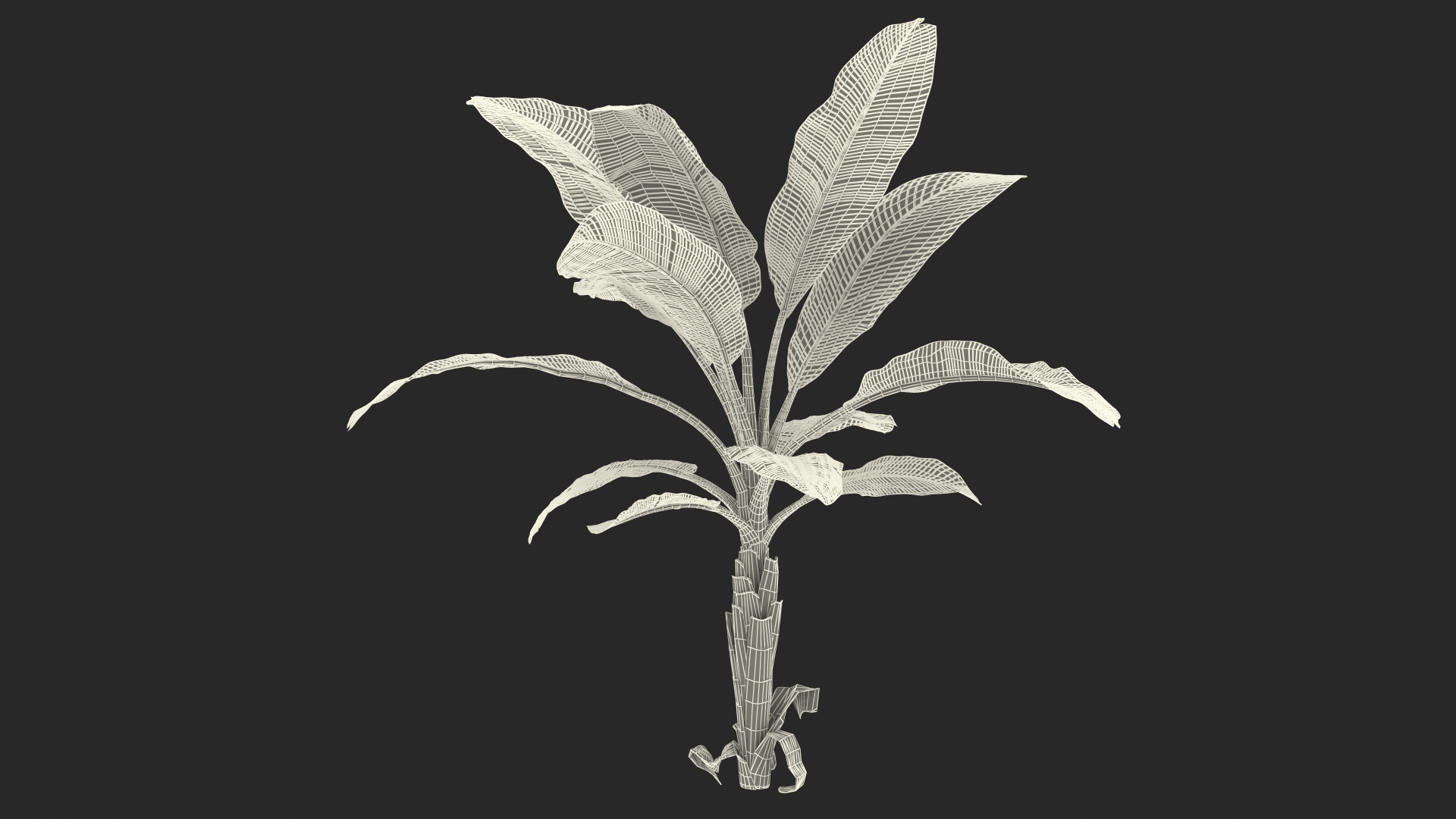 Young Banana Tree 3D Model - TurboSquid 1577717