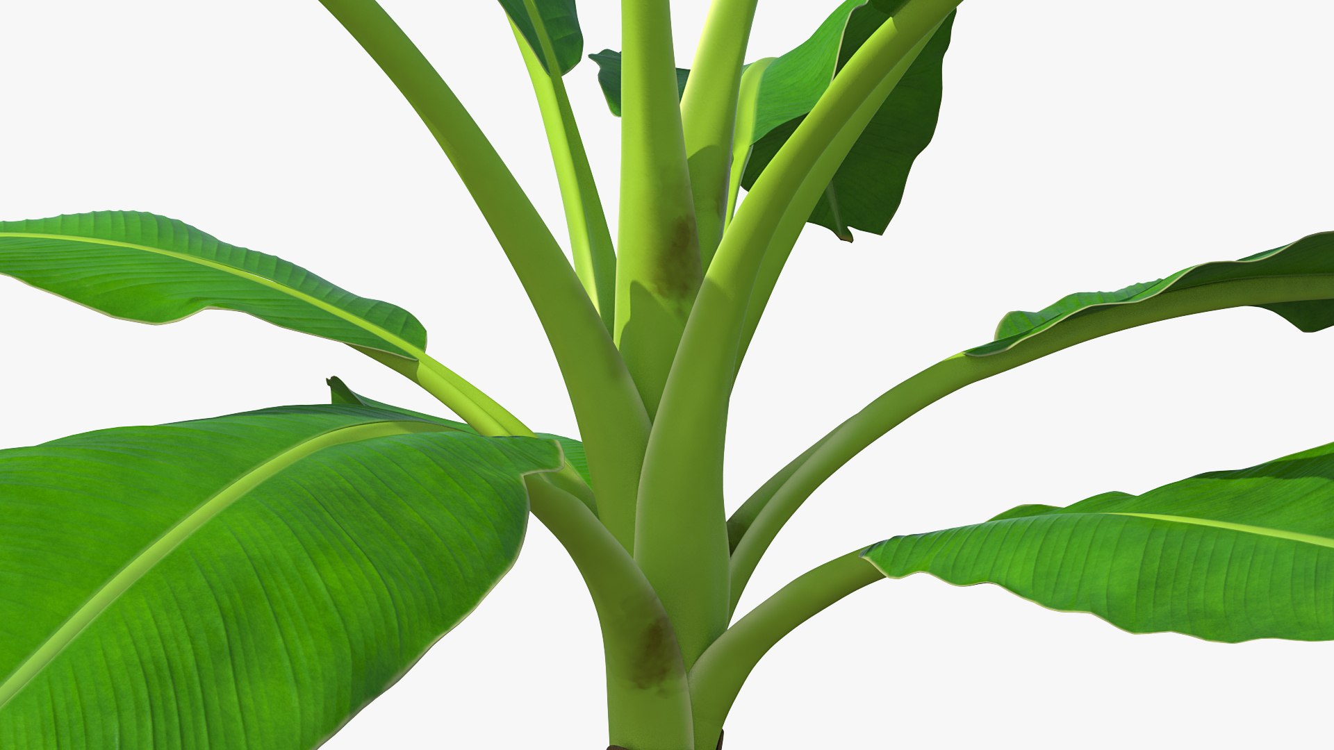 Young Banana Tree 3D Model - TurboSquid 1577717