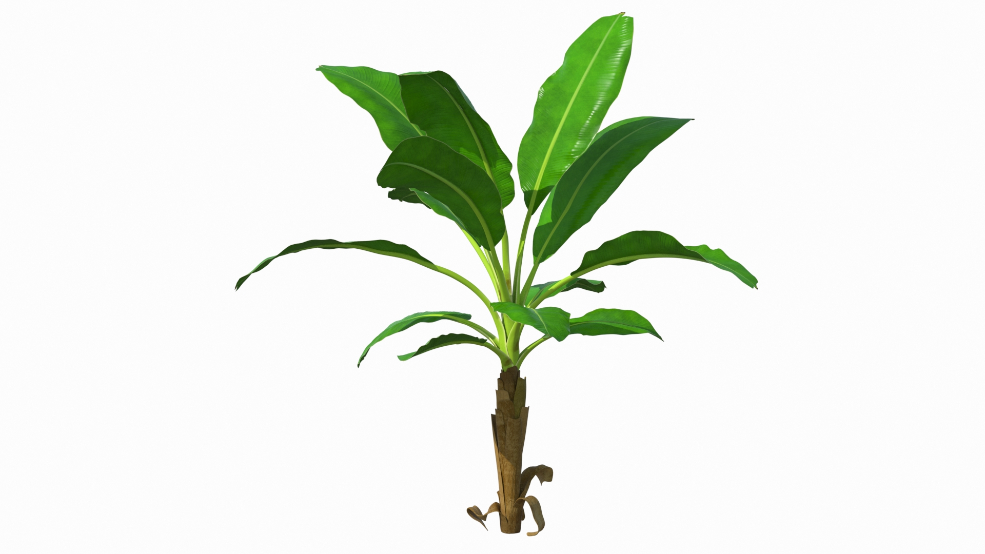 Young Banana Tree 3D Model - TurboSquid 1577717