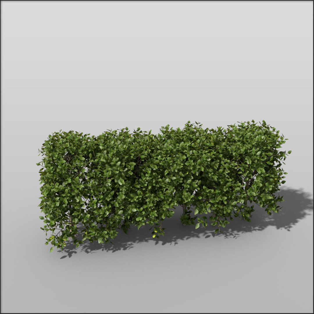 c4d box hedges height 50cm