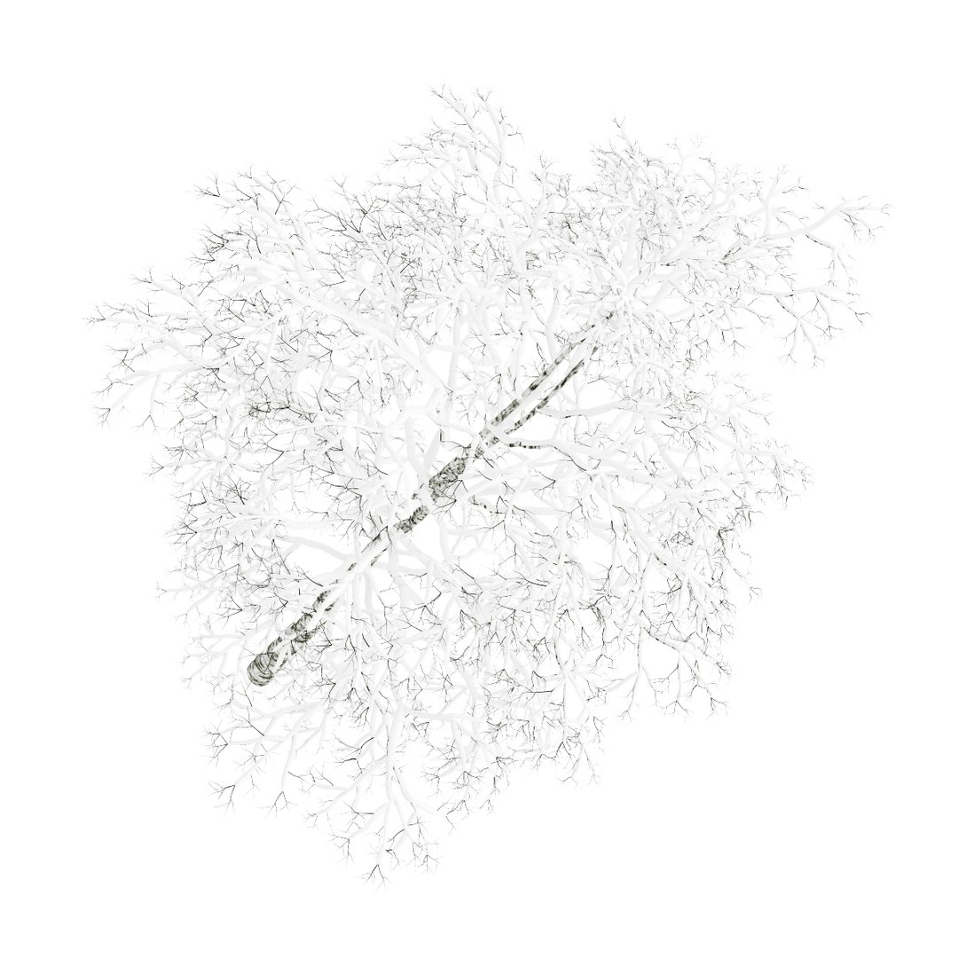 tree birch winter max