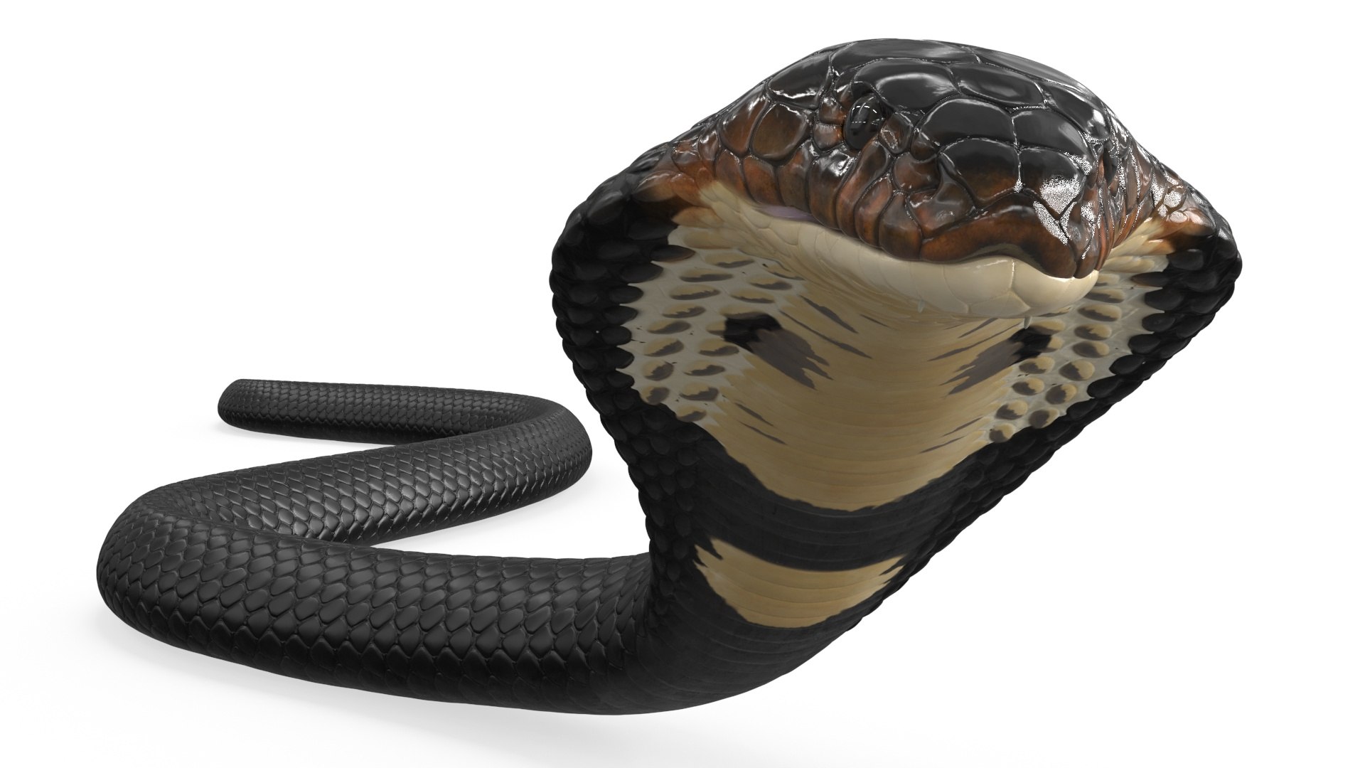 3D Dark Skin Cobra Crawling Animated Rigged - TurboSquid 2413184