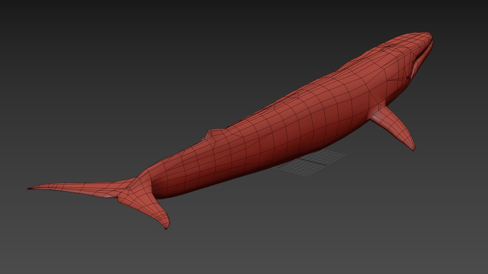 3D Accurate Blue Whale - 3d Animated - TurboSquid 2167184