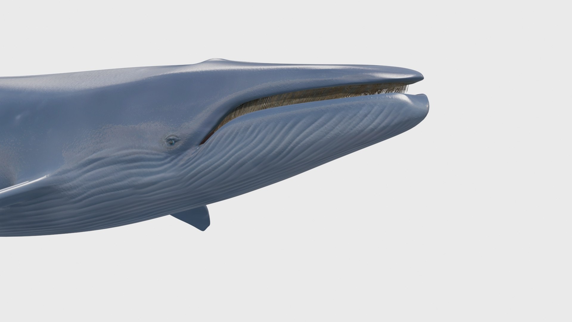 3D Accurate Blue Whale - 3d Animated - TurboSquid 2167184