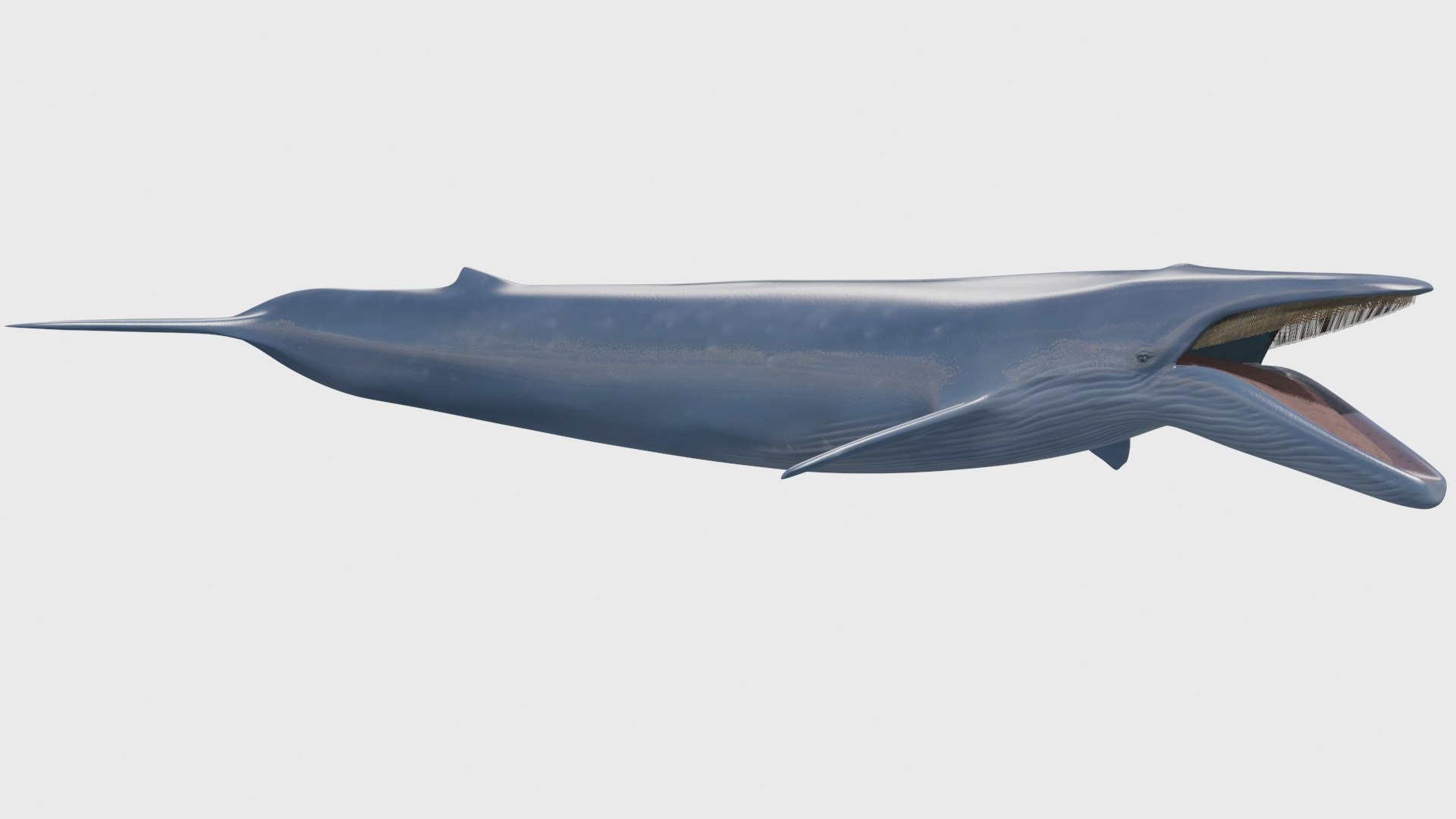 3D Accurate Blue Whale - 3d Animated - TurboSquid 2167184