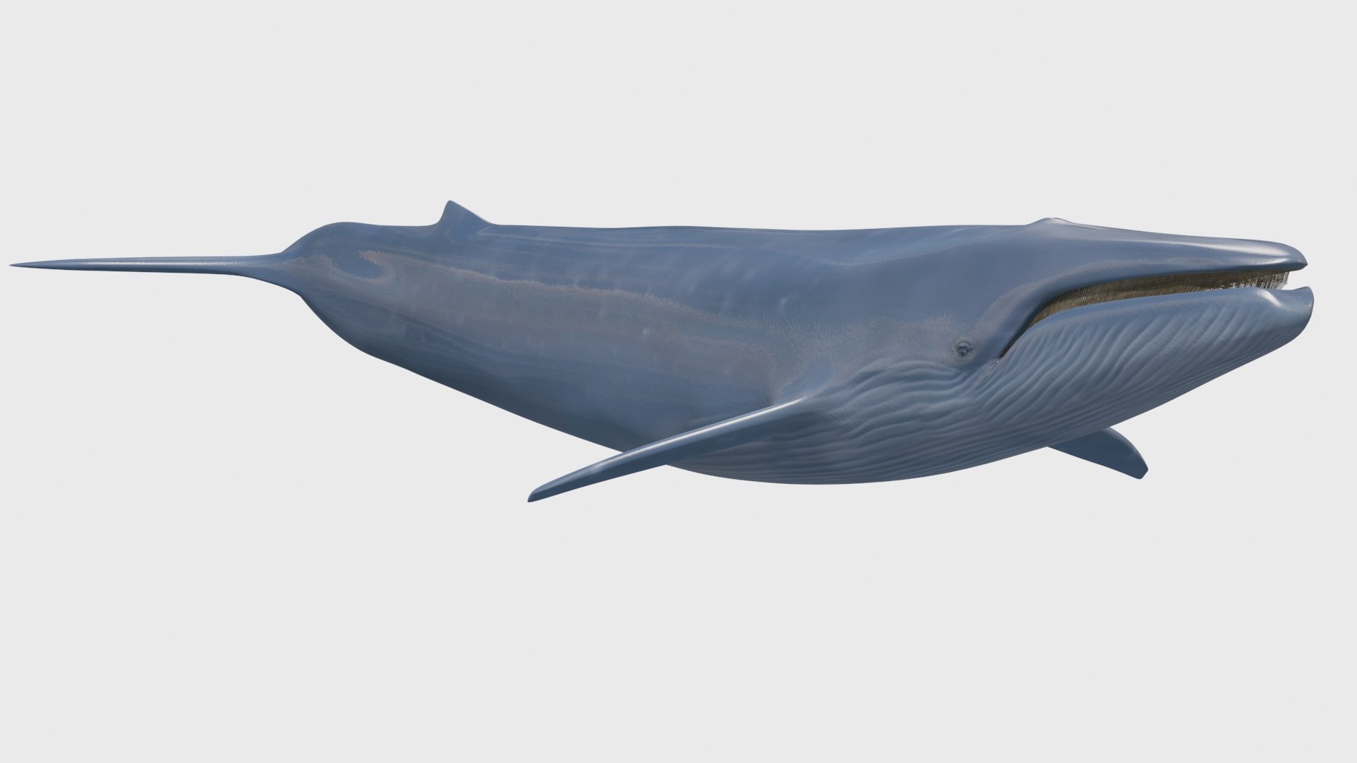3D Accurate Blue Whale - 3d animated - TurboSquid 2167184