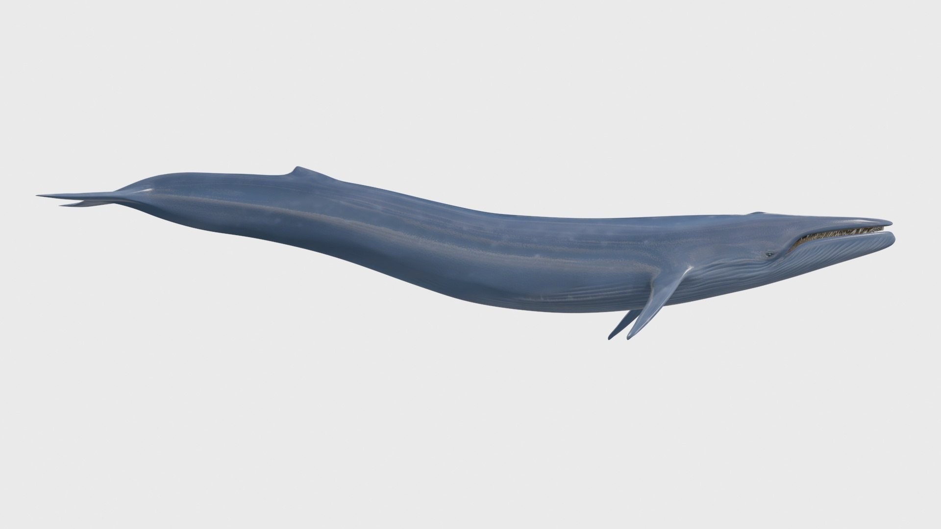 3D Accurate Blue Whale - 3d Animated - TurboSquid 2167184
