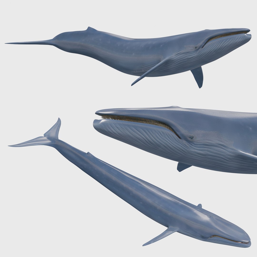 3D Accurate Blue Whale - 3d Animated - TurboSquid 2167184
