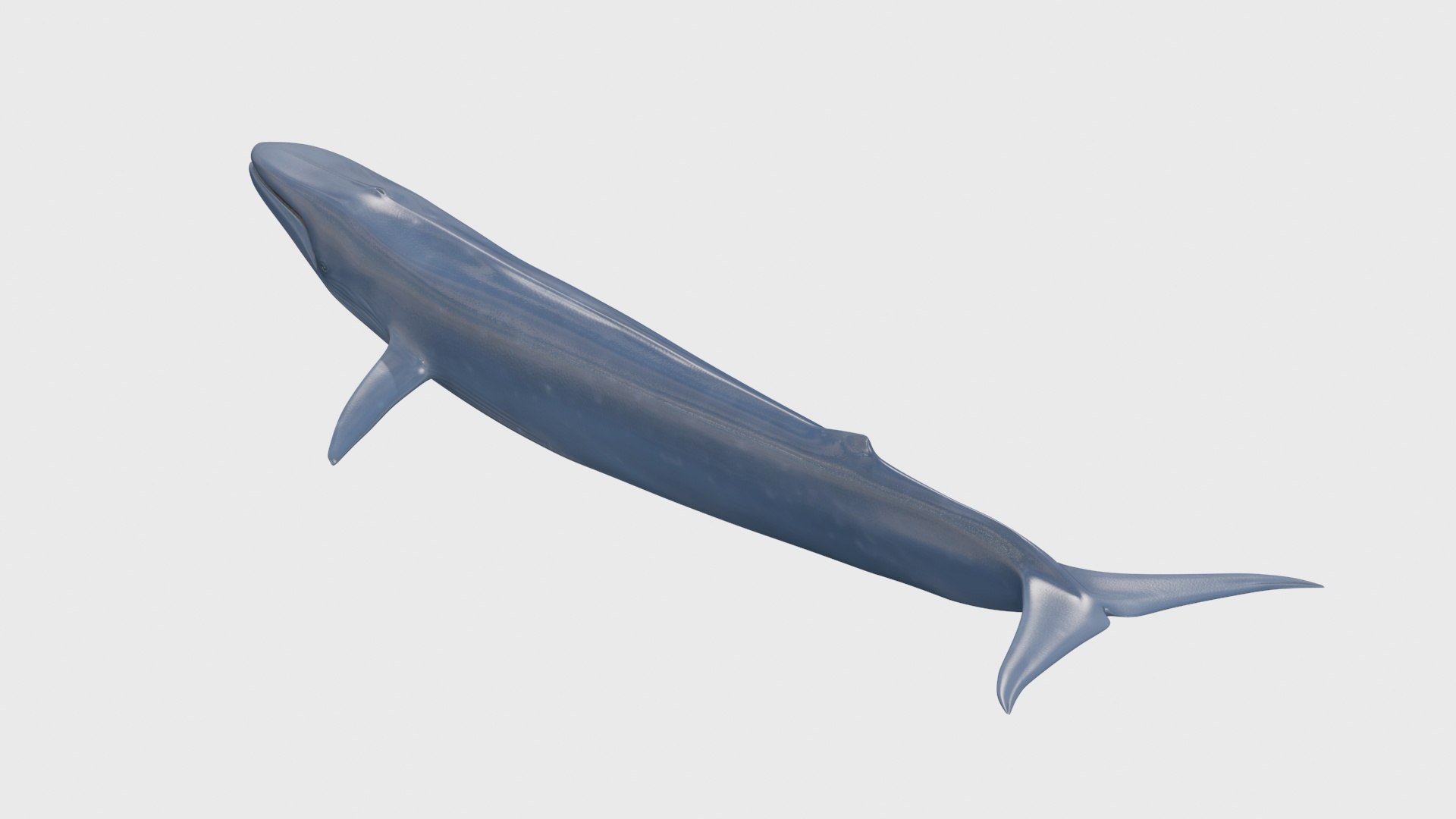 3D Accurate Blue Whale - 3d Animated - TurboSquid 2167184