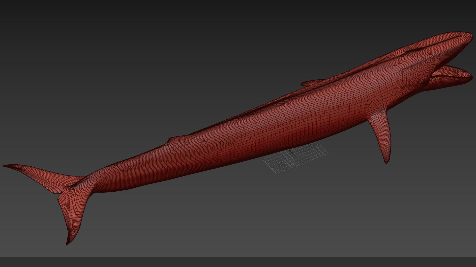 3D Accurate Blue Whale - 3d Animated - TurboSquid 2167184