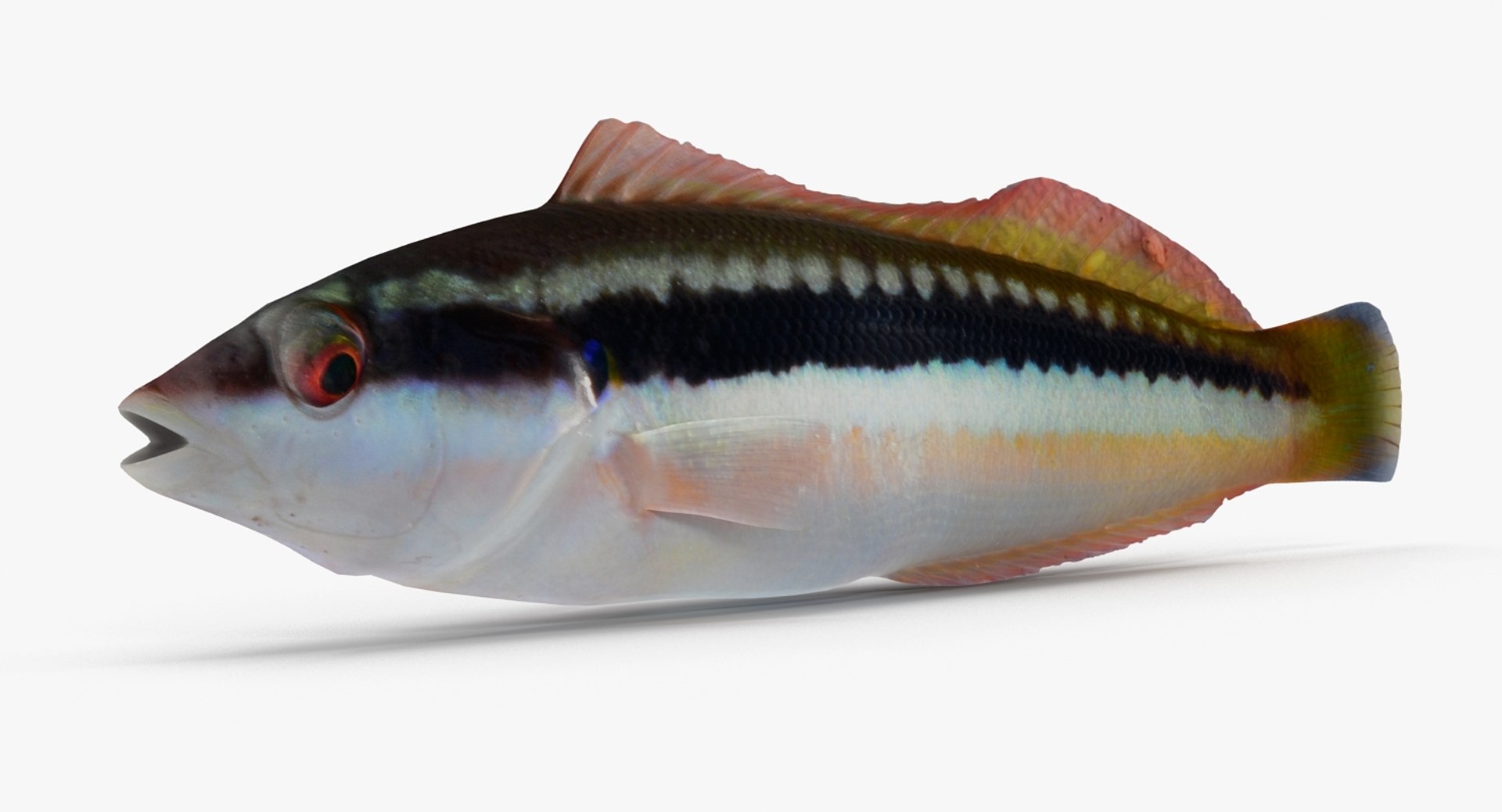 Rainbow Wrasse 3d Model