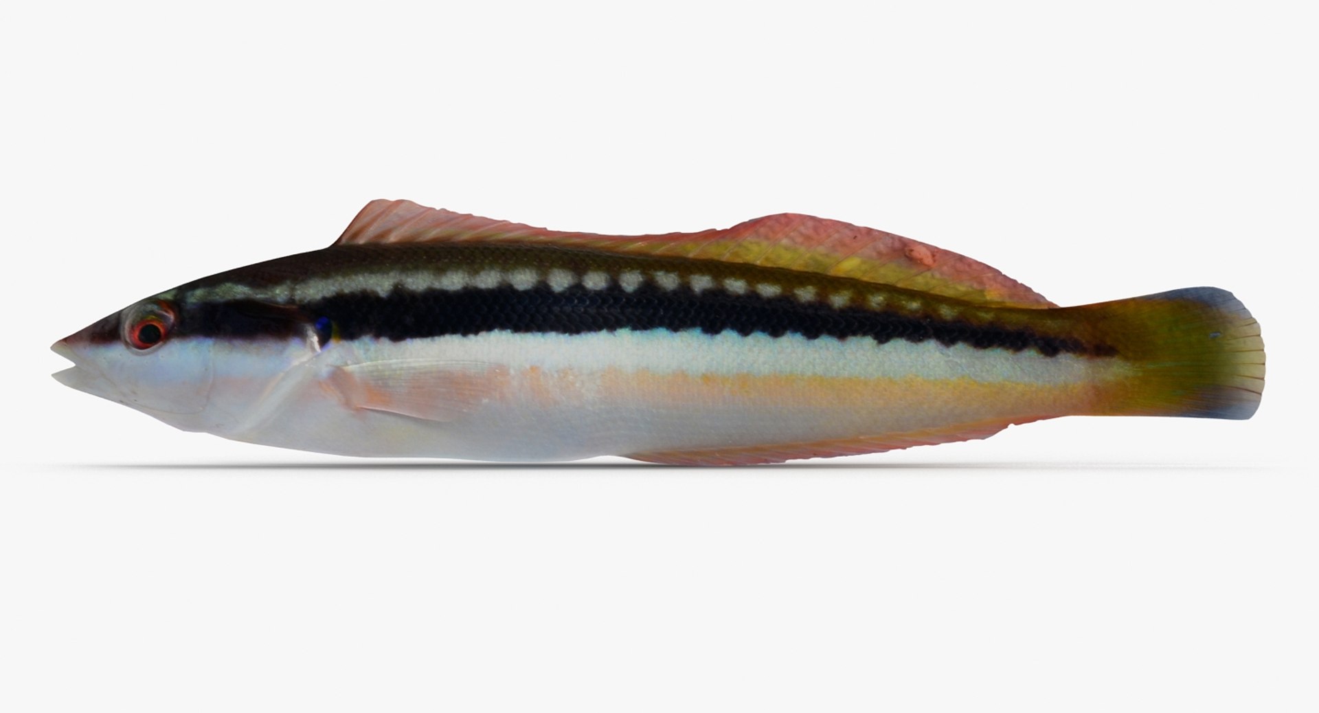 Rainbow Wrasse 3d Model