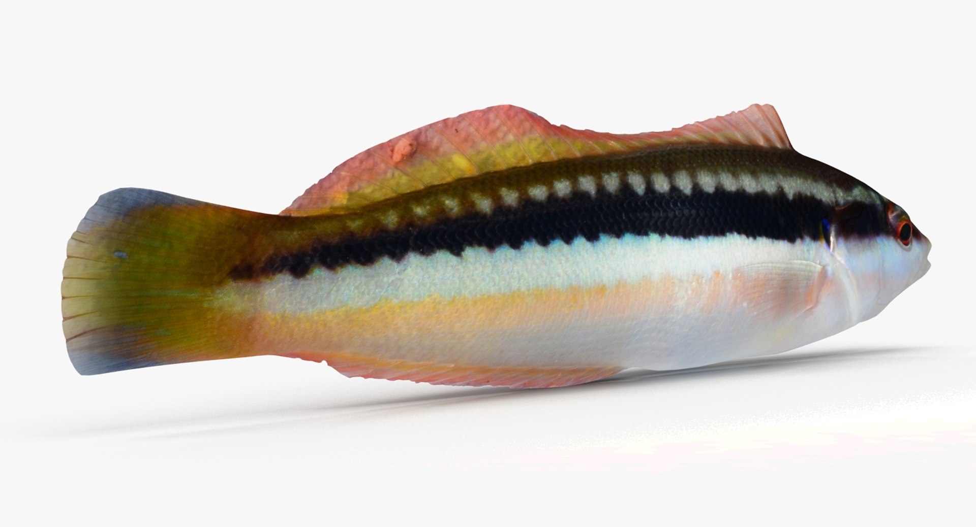 Rainbow Wrasse 3d Model