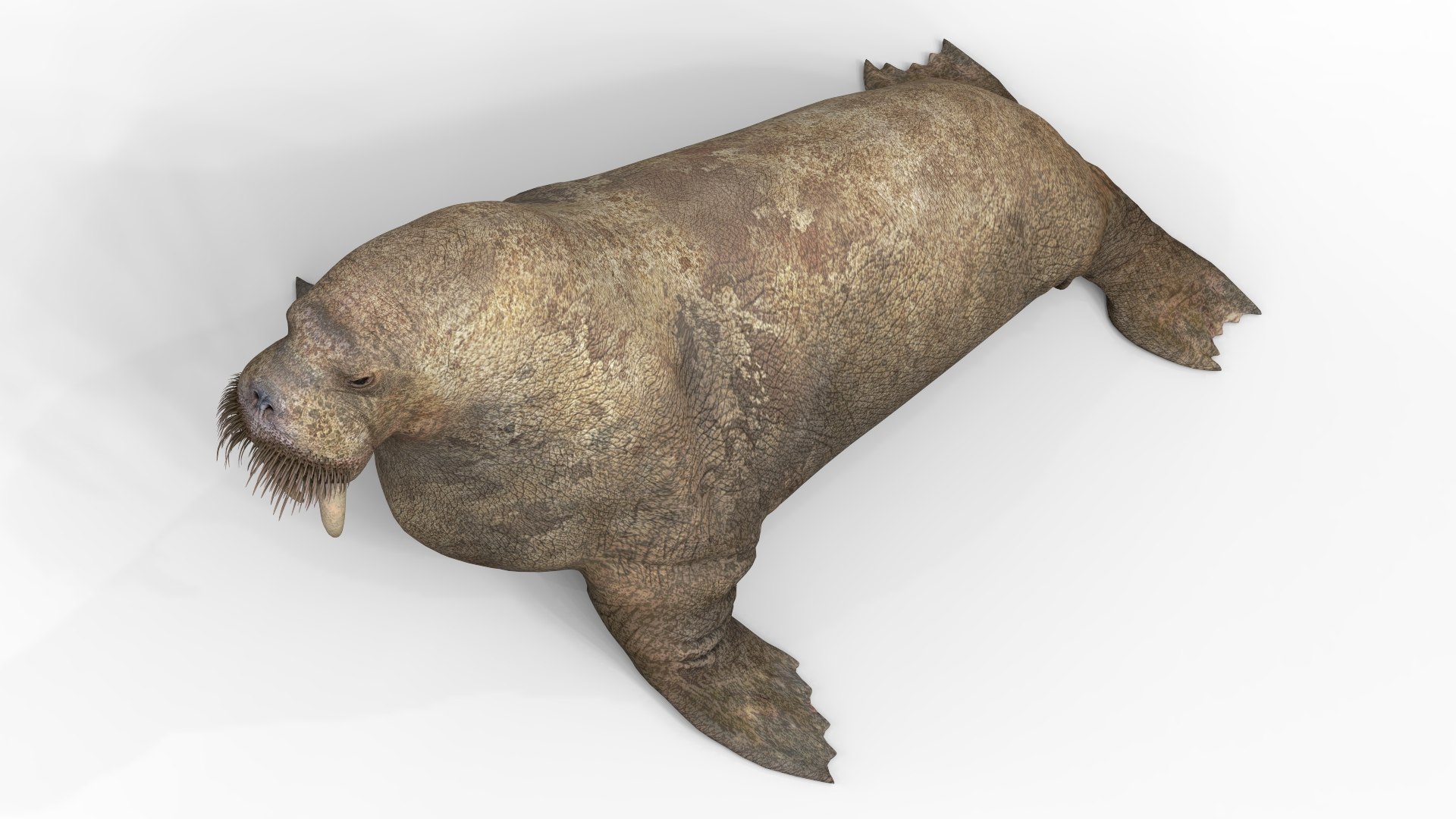Realistic Walrus Blender 3D Model - TurboSquid 1848489