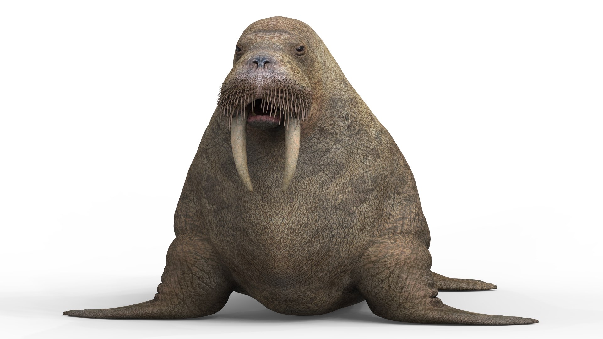 Realistic Walrus Blender 3D Model - TurboSquid 1848489