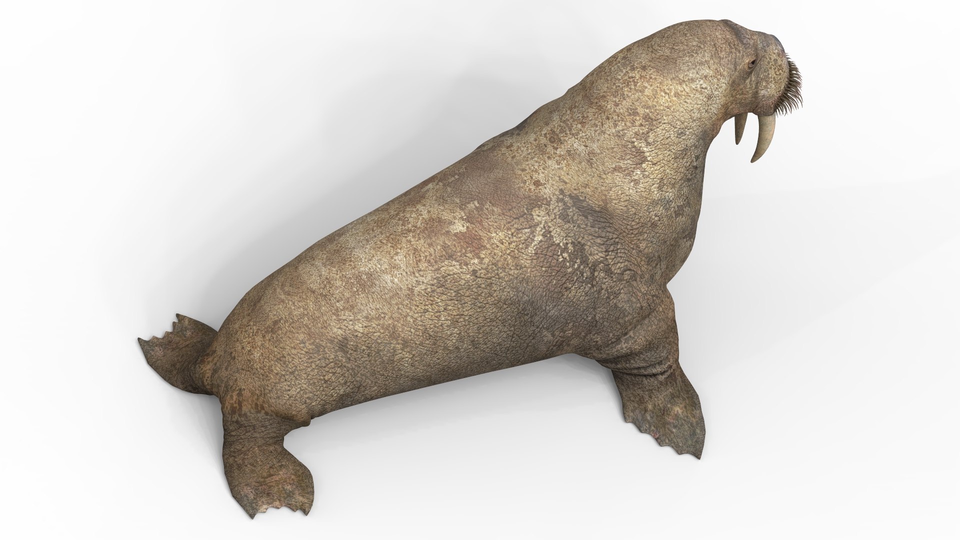 Realistic Walrus Blender 3D Model - TurboSquid 1848489