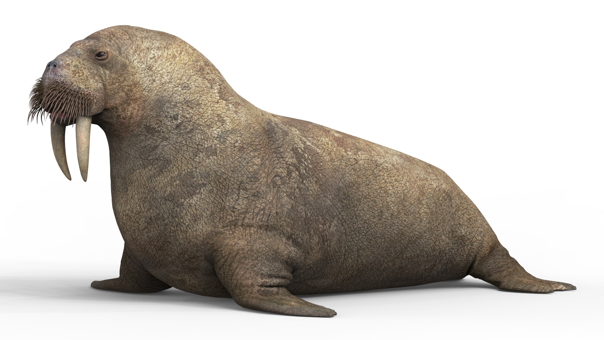 Realistic Walrus Blender 3D Model - TurboSquid 1848489