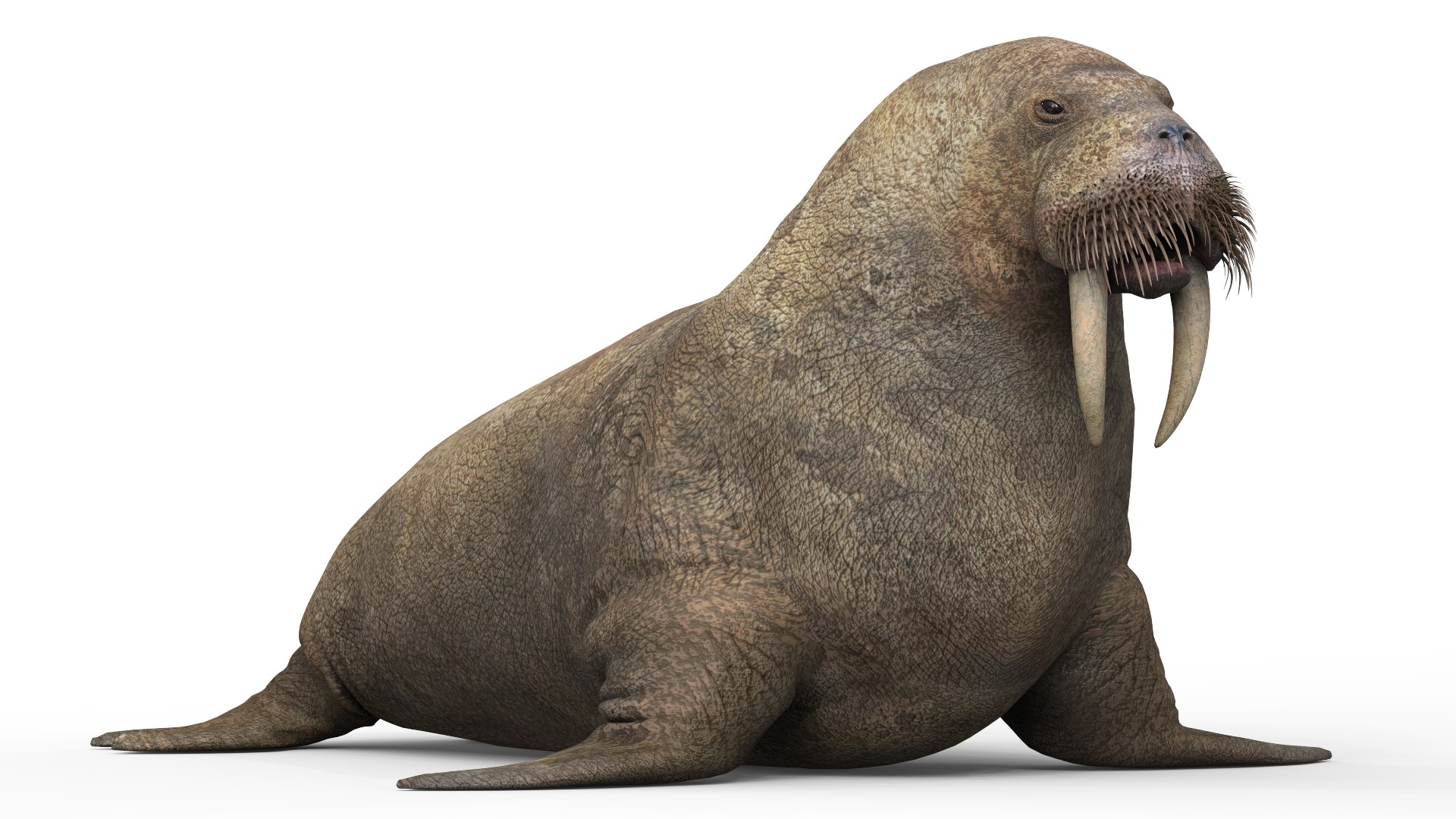 Realistic Walrus Blender 3D Model - TurboSquid 1848489