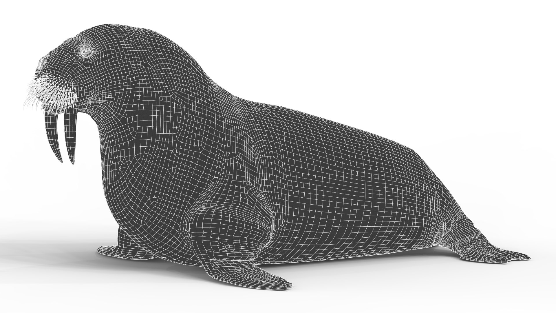 Realistic Walrus Blender 3D Model - TurboSquid 1848489