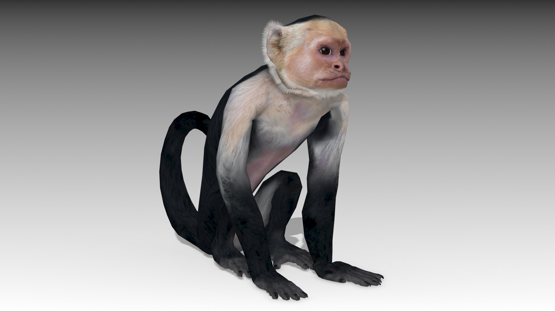 3D Monkey model - TurboSquid 1872267