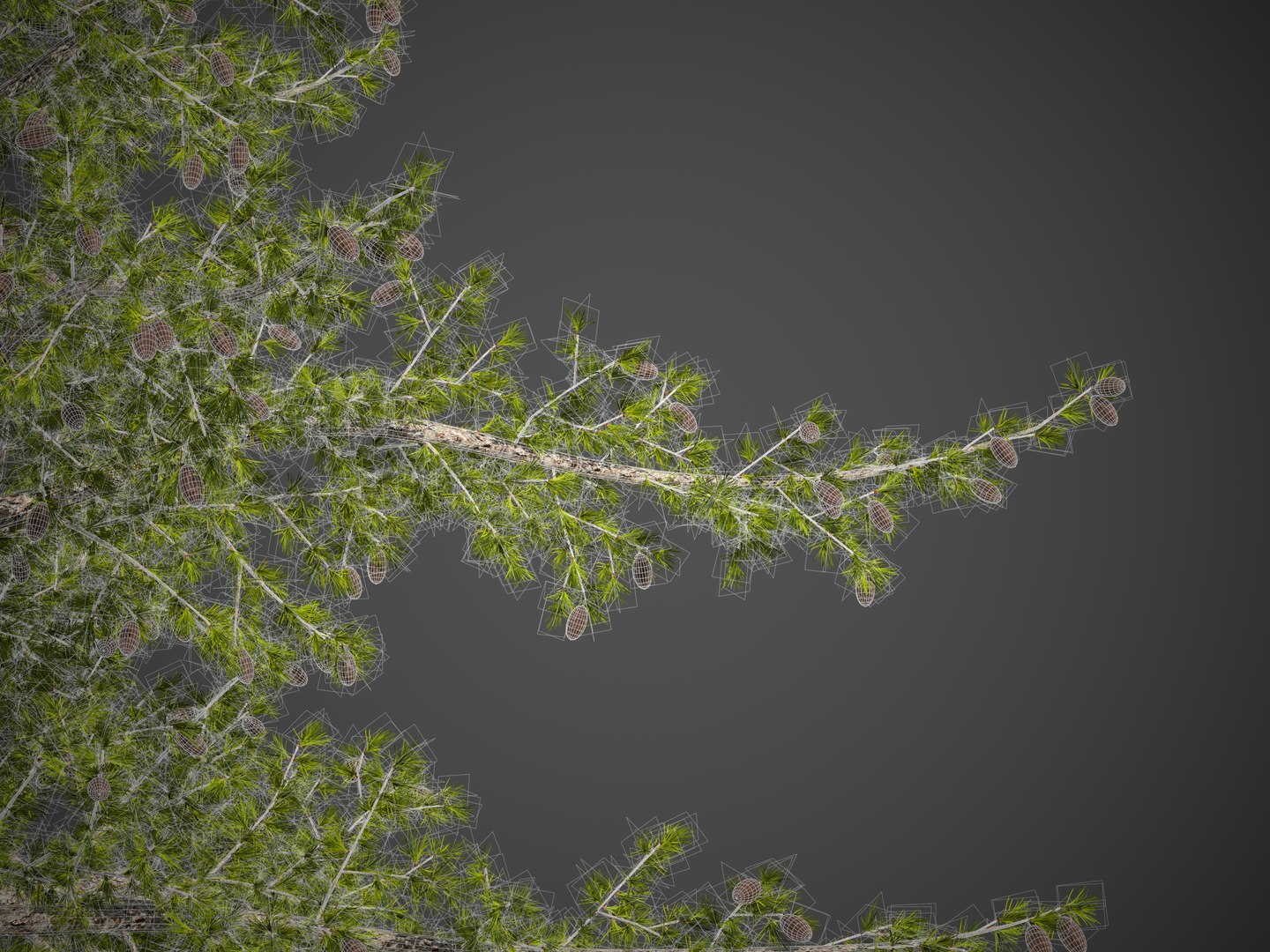 2021 PBR Western Larch Collection - Larix Occidentalis 3D Model ...