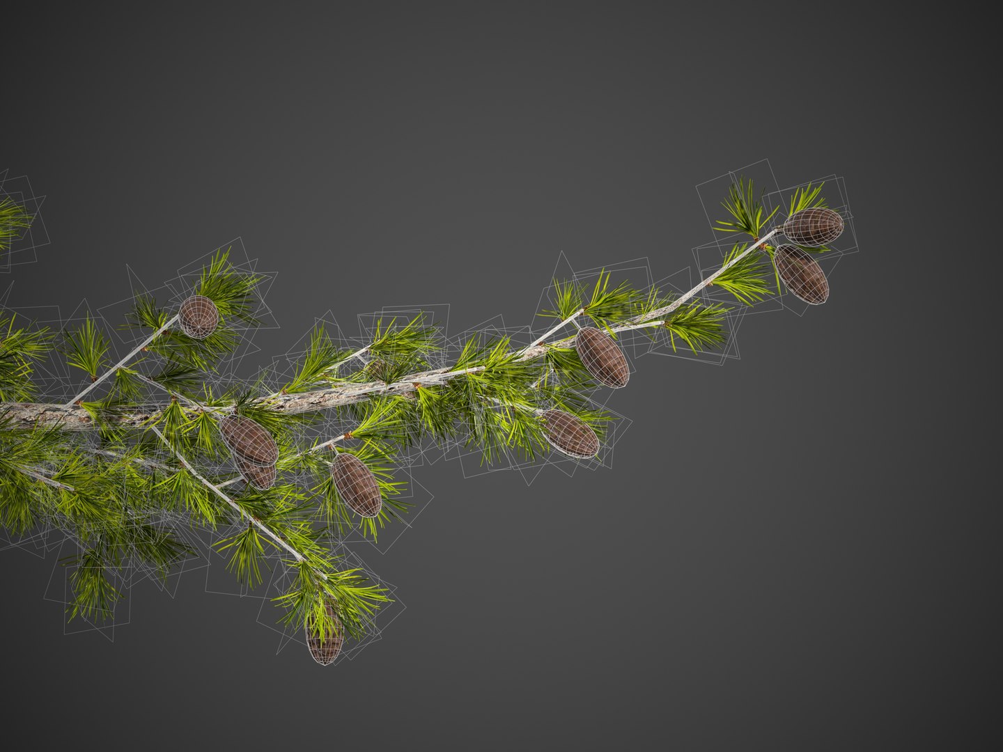 2021 PBR Western Larch Collection - Larix Occidentalis 3D Model ...