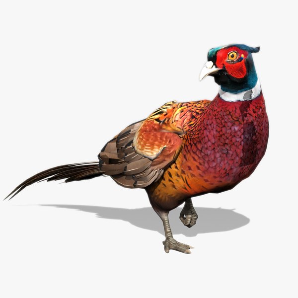 Pheasant 3D Models for Download | TurboSquid