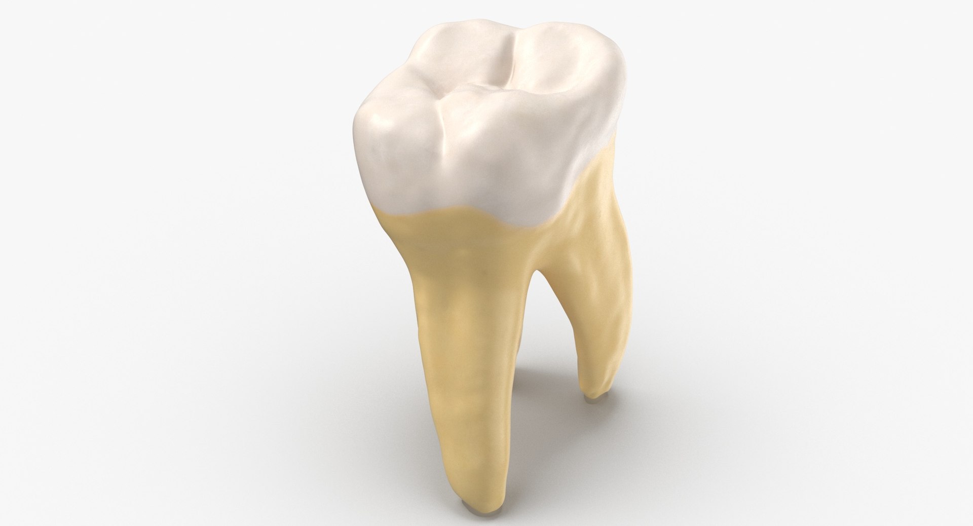Molar Upper Jaw Right Model - TurboSquid 1573492