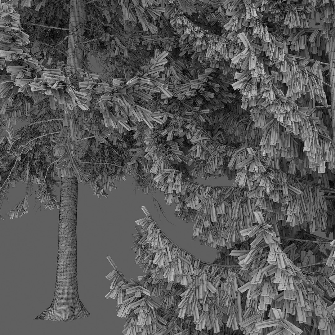 3D Model Spruce 02 - TurboSquid 1872842