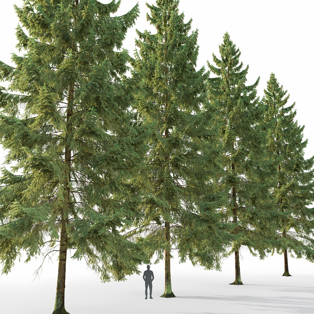 3D Model Spruce 02 - TurboSquid 1872842