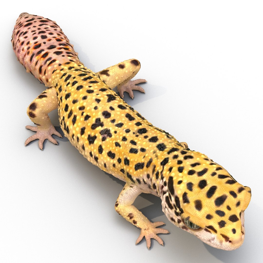3d leopard gecko pose modeled model