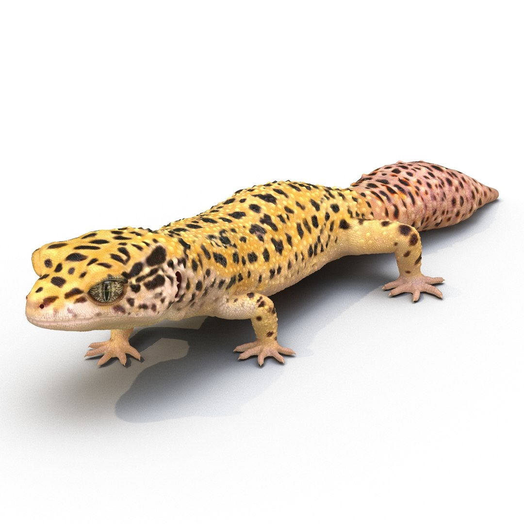 3d leopard gecko pose modeled model