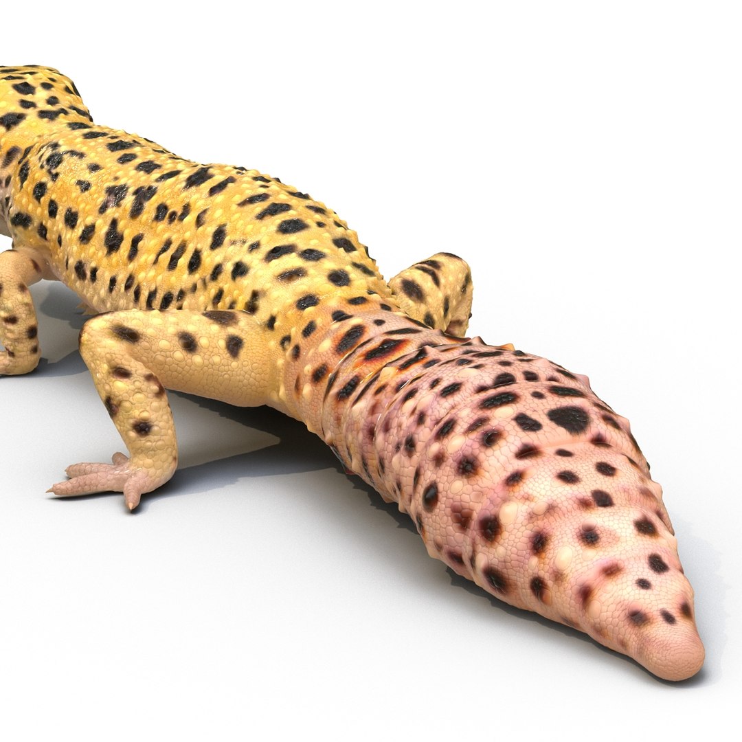 3d leopard gecko pose modeled model