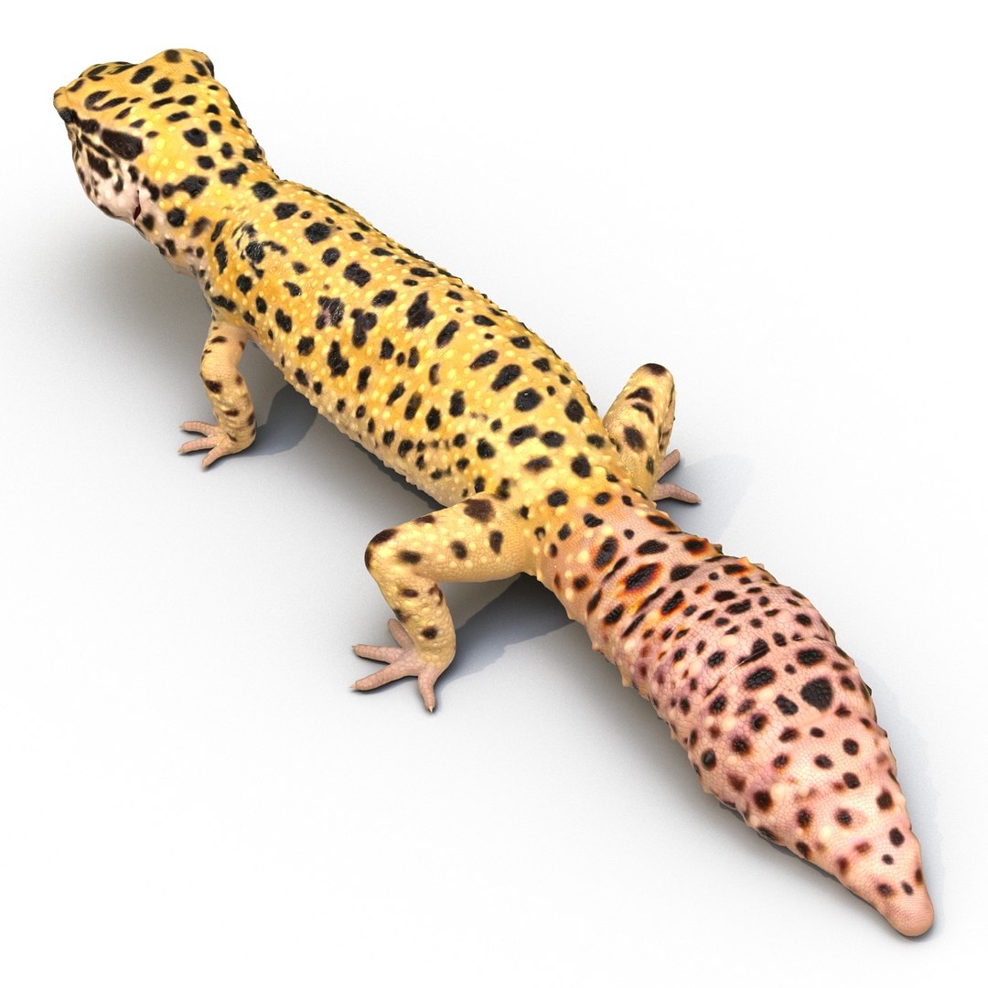 3d leopard gecko pose modeled model