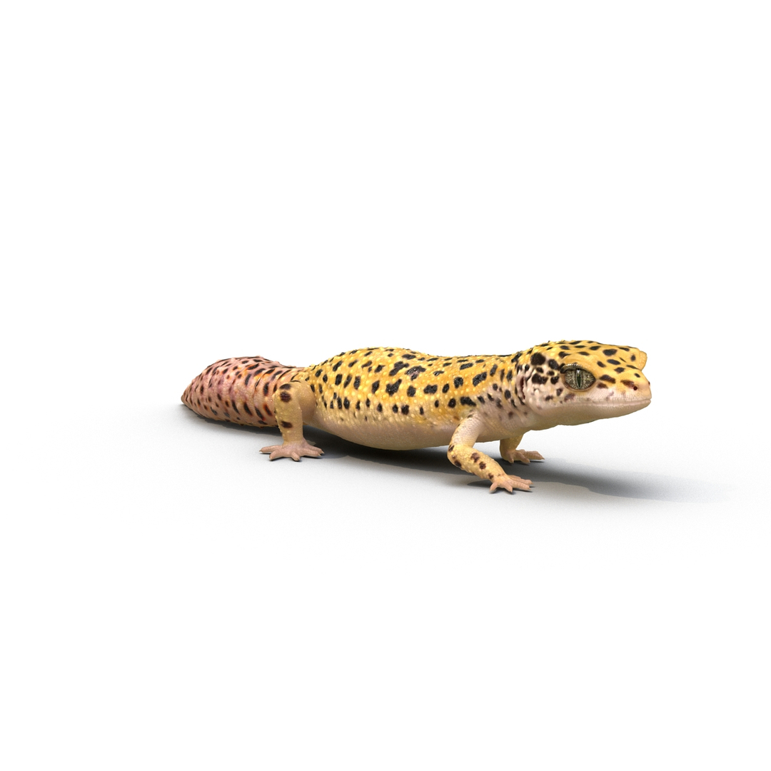 3d leopard gecko pose modeled model