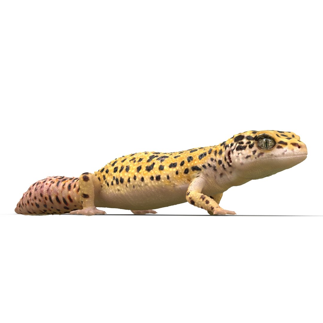 3d leopard gecko pose modeled model