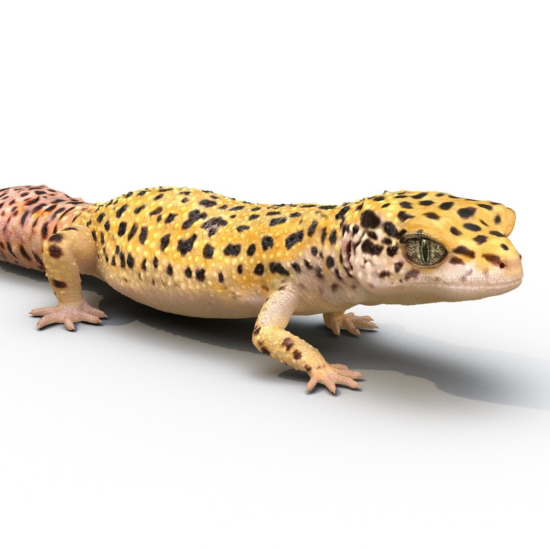 3d leopard gecko pose modeled model