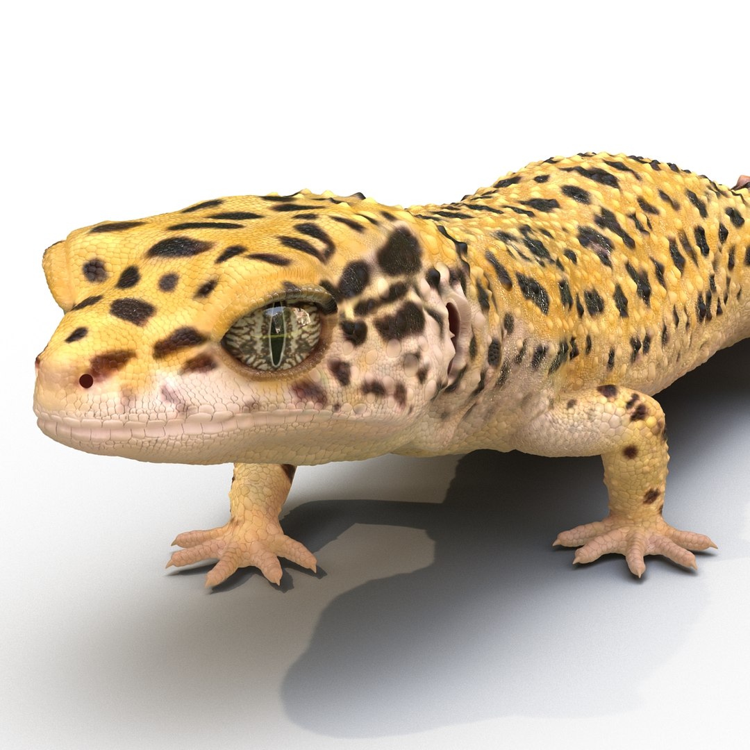 3d leopard gecko pose modeled model