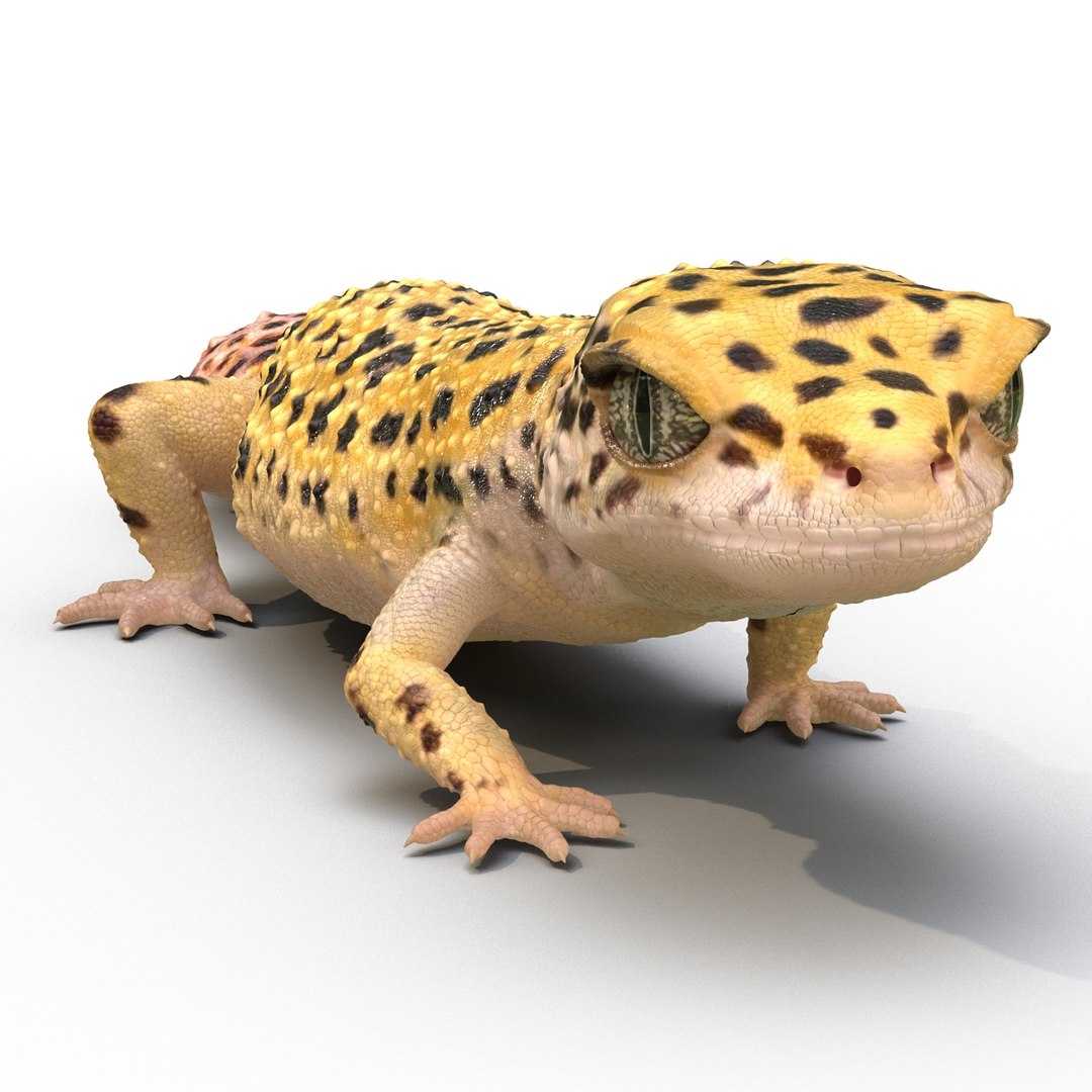 3d leopard gecko pose modeled model