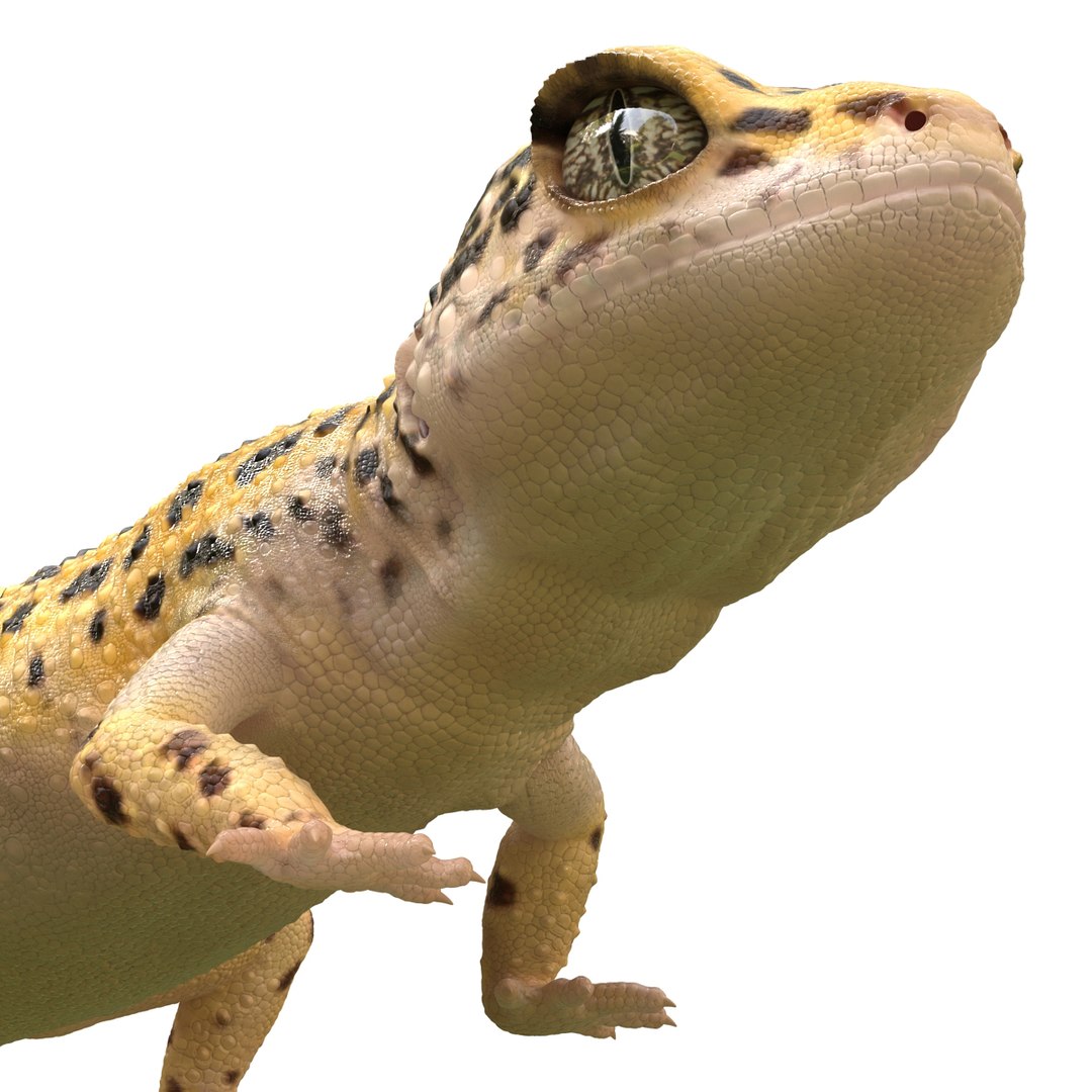 3d leopard gecko pose modeled model